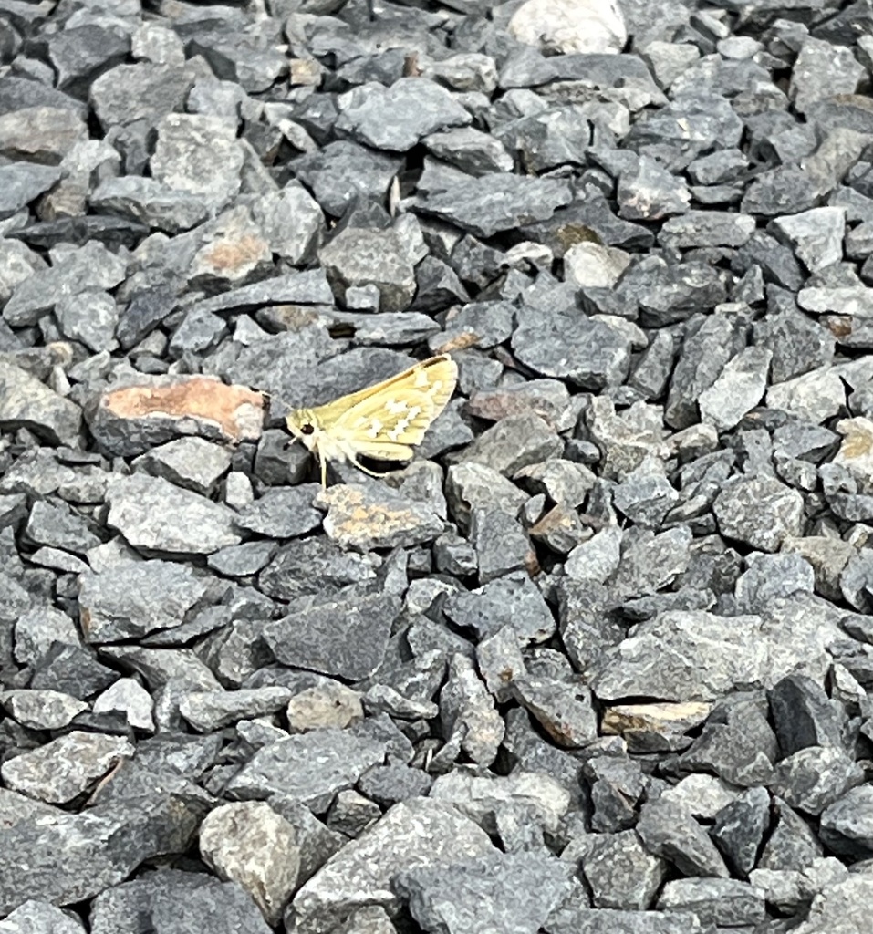 Juba Skipper from SR-508, Chehalis, WA, US on September 6, 2023 at 01: ...