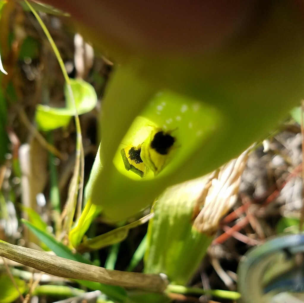 Pitcher Plant Mining Moth in September 2023 by Leila Dasher · iNaturalist