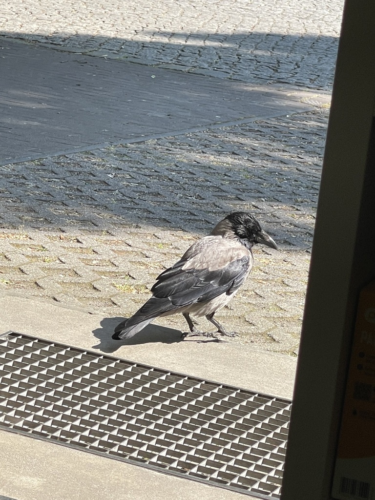 Hooded Crow from Berliner Innenstadt, Berlin, Germany on August 24 ...