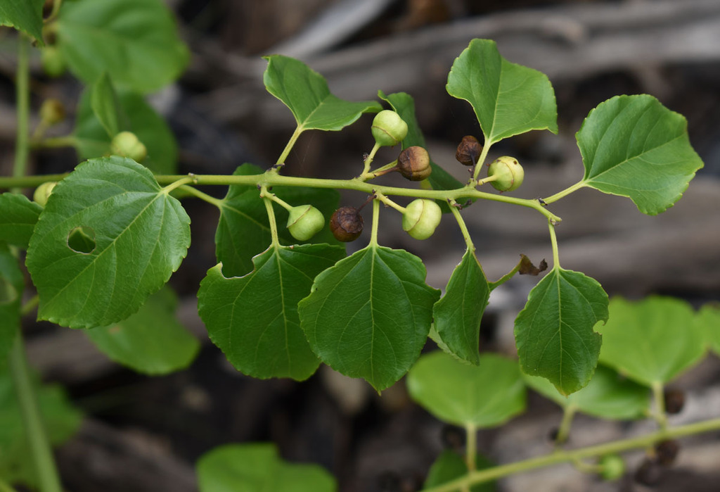 latherleaf from Mowbray QLD 4877, Australia on July 9, 2023 at 02:09 PM ...