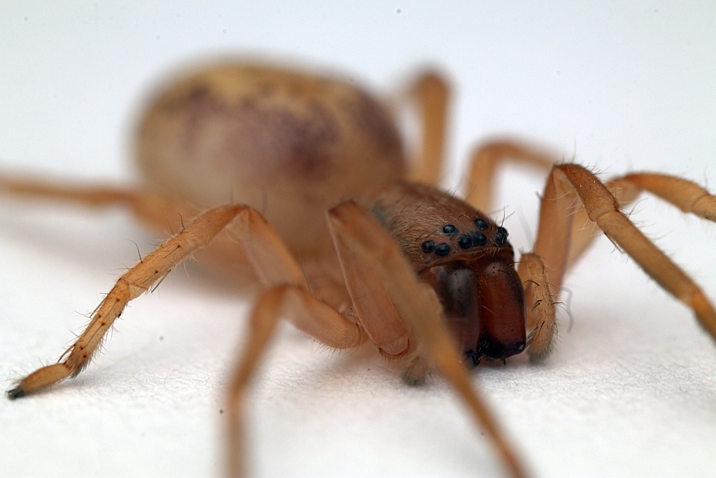 Sac Spiders from Kaeo, New Zealand on July 31, 2022 at 02:57 PM by Tom ...