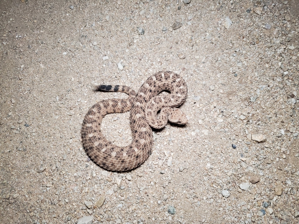 Sidewinder in September 2023 by phhbrown · iNaturalist