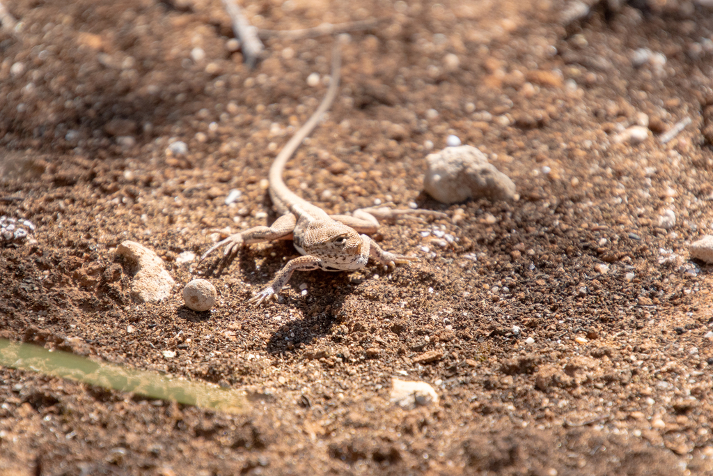 eastern mallee dragon from Swan Reach SA 5354, Australia on September 3 ...