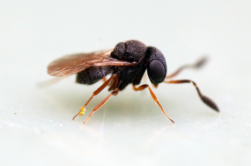 Scelioninae from Kaeo, New Zealand on September 4, 2022 at 12:37 PM by ...