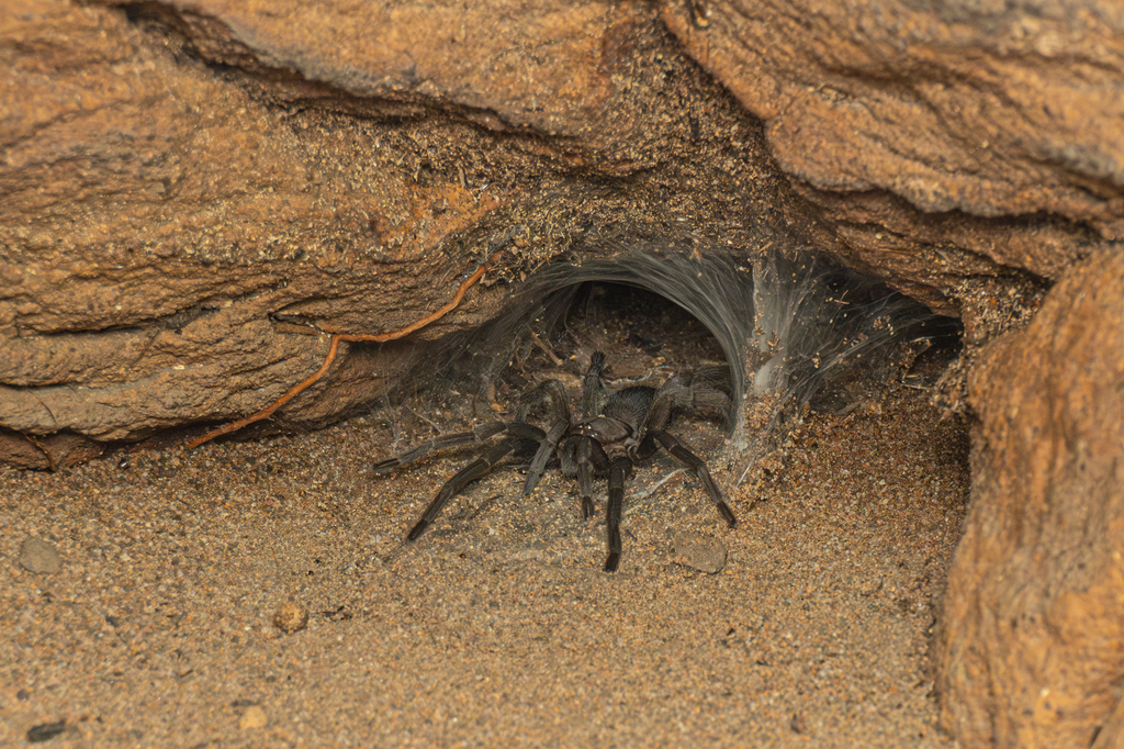 Asia-Pacific Tarantulas in August 2023 by Dr. Jessa Thurman · iNaturalist