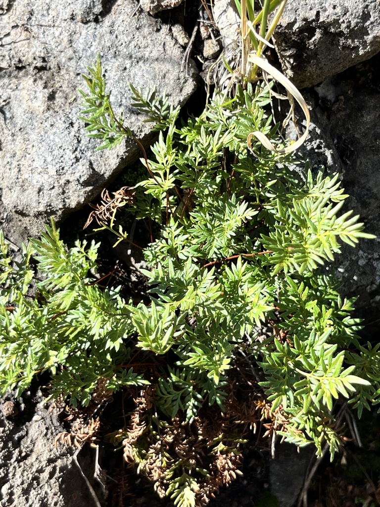 serpentine fern from Tahoe National Forest, Alpine Meadows, CA, US on ...