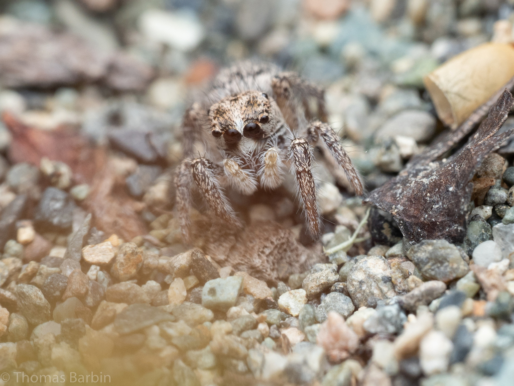 Hirsute Paradise Spider from Cowichan Valley, BC, Canada on August 10 ...