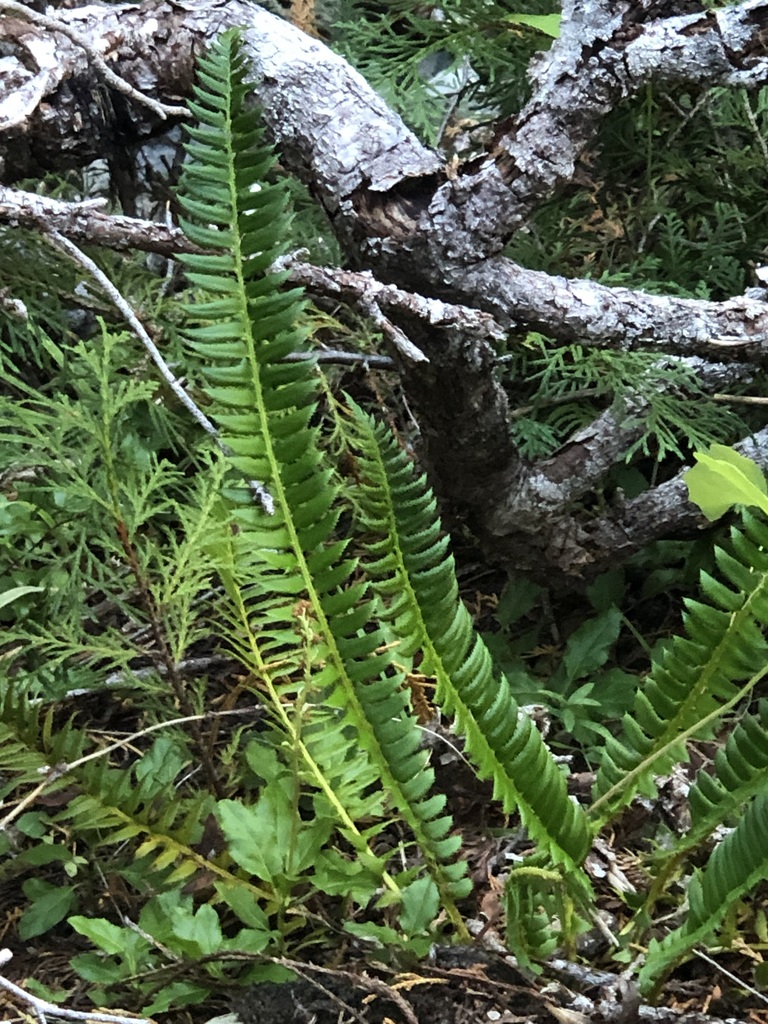 northern holly fern from Strathcona, BC, Canada on September 2, 2023 at ...
