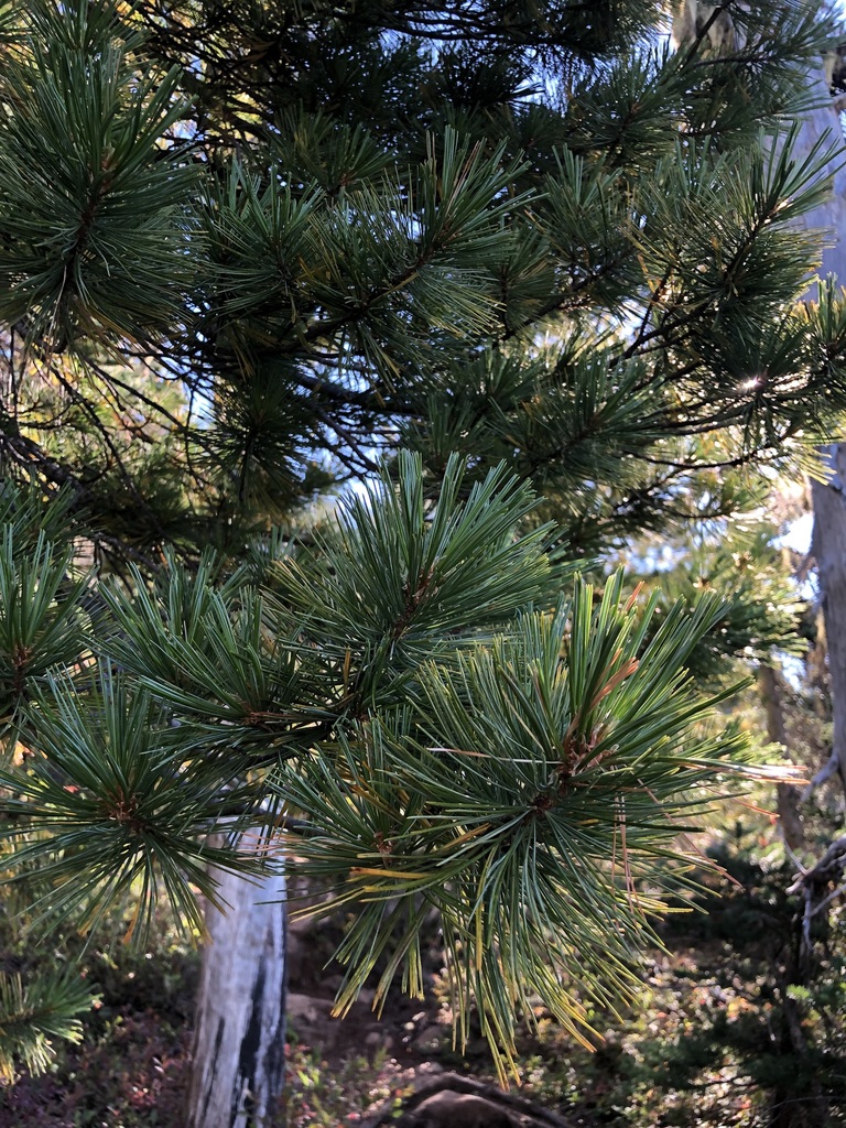 western white pine from Strathcona, BC, Canada on September 2, 2023 at ...
