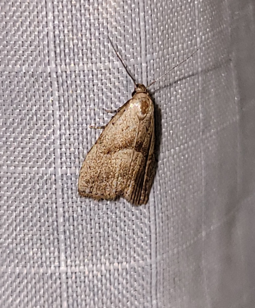 Broken-lined Hypenodes Moth from Hollenbeck Preserve, Canaan, CT, USA ...
