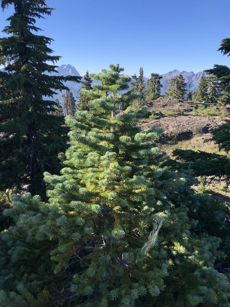 subalpine fir from Strathcona, BC, Canada on September 2, 2023 at 09:04 ...