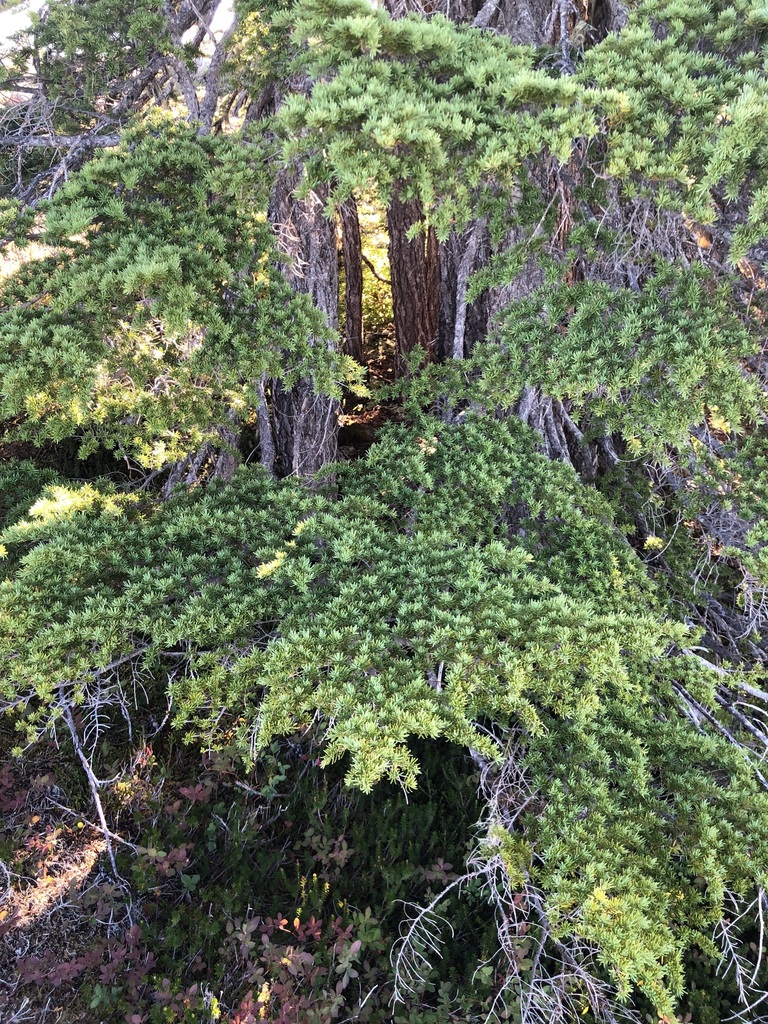 mountain hemlock from Strathcona, BC, Canada on September 2, 2023 at 08 ...