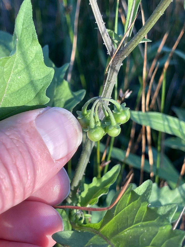 American black nightshade from Fort Ord National Monument, Marina, CA ...