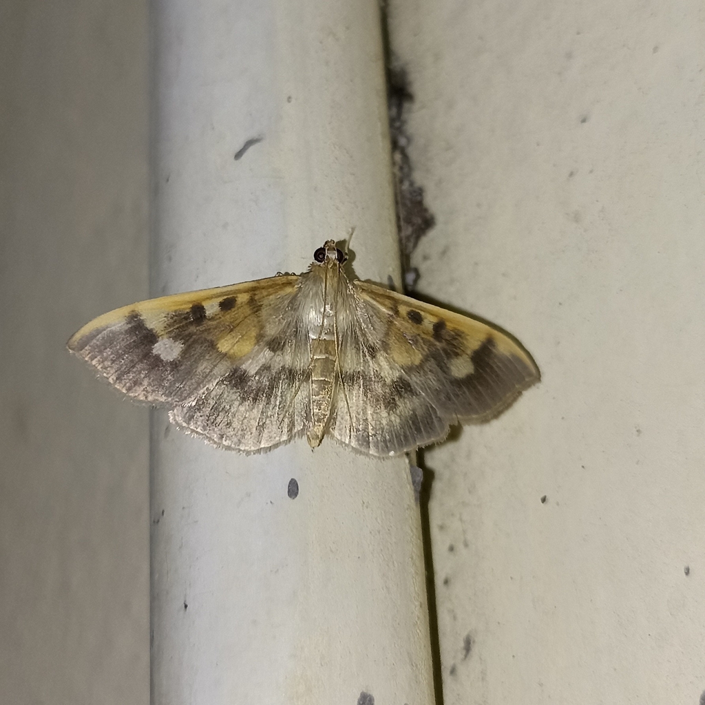 Patania costalis from 36JQ+XMJ, Munsyari, Uttarakhand 262554, India on ...