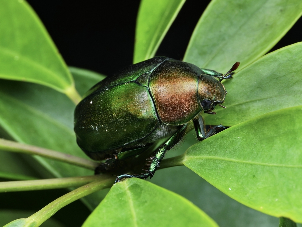 Anomala virens from 贵州省黔南布依族苗族自治州都匀市高寨 on July 16, 2023 at 10:11 AM by ...