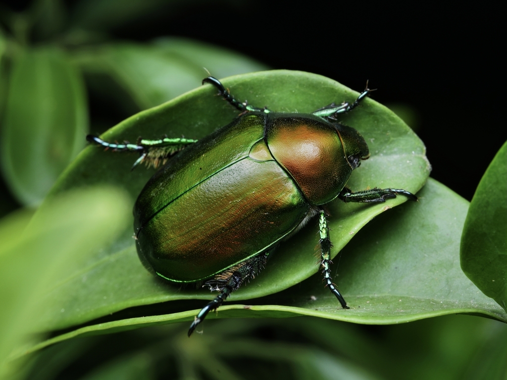 Anomala virens from 贵州省黔南布依族苗族自治州都匀市高寨 on July 16, 2023 at 10:11 AM by ...