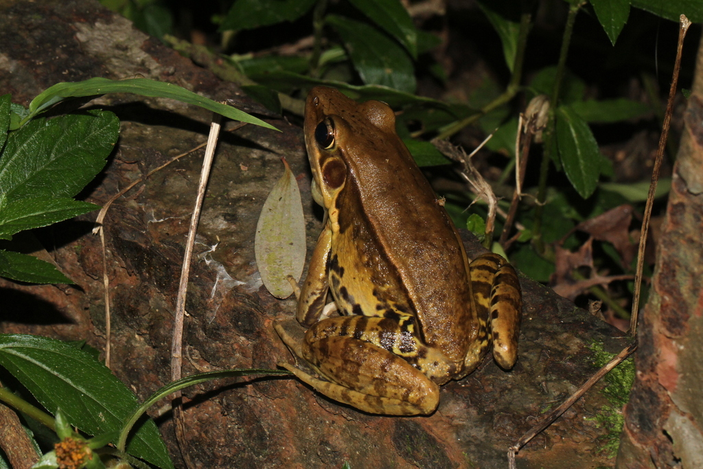 Guenther's Frog from Lo Wai, Hong Kong on September 6, 2023 at 09:52 PM ...