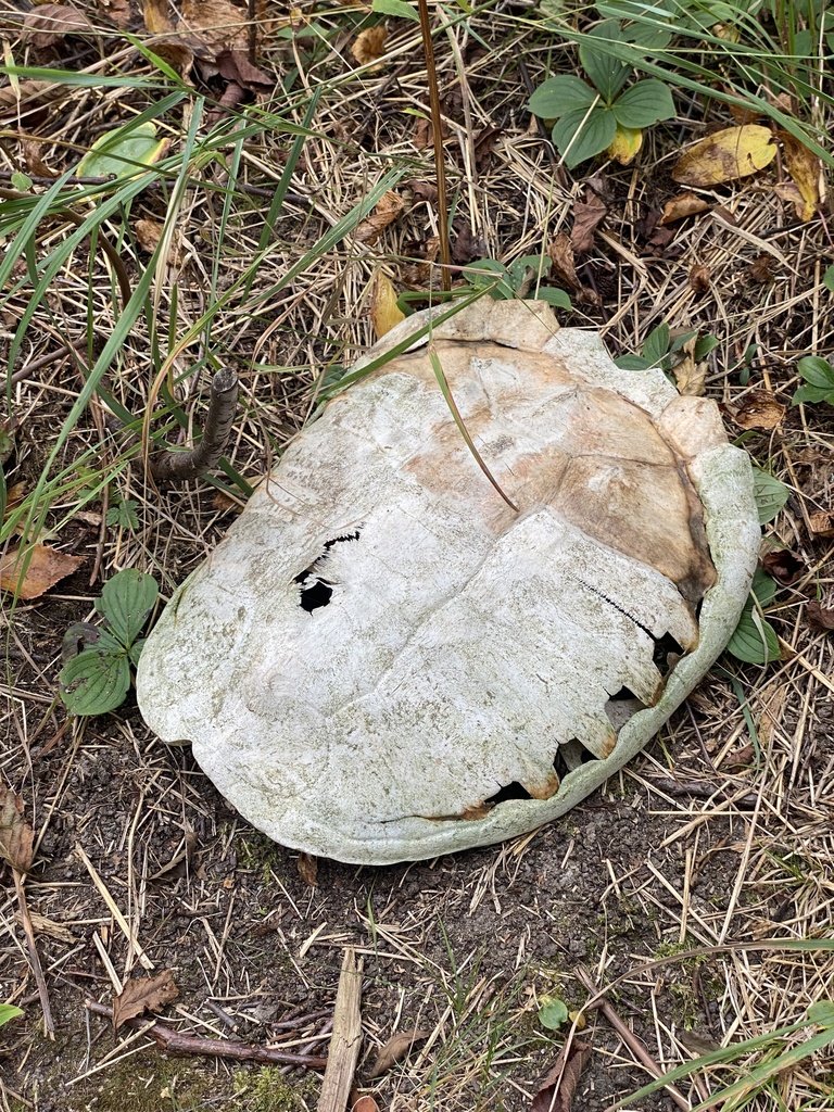 Common Snapping Turtle from Superior National Forest, Ely, MN, US on ...