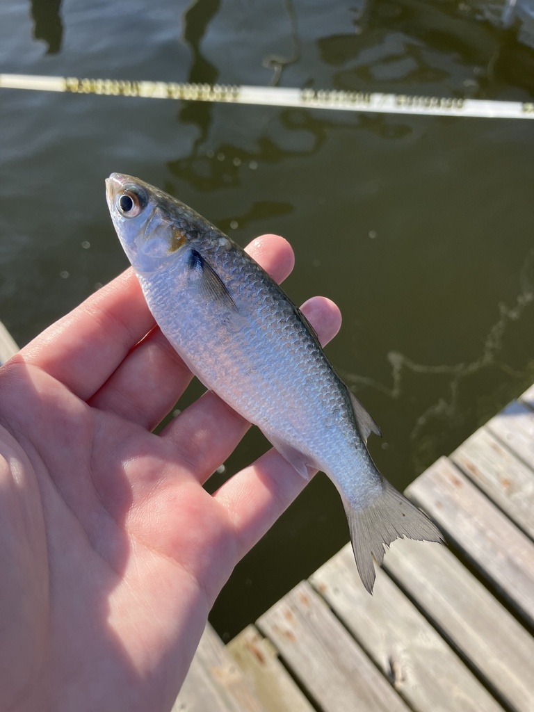 Sea Mullet from Pamlico River, Aurora, NC, US on September 2, 2023 at ...