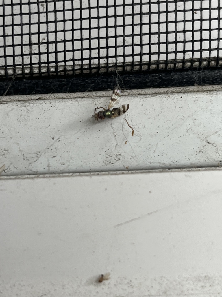 Banded-wing Flies from Associated Rd, Fullerton, CA, US on September 5 ...