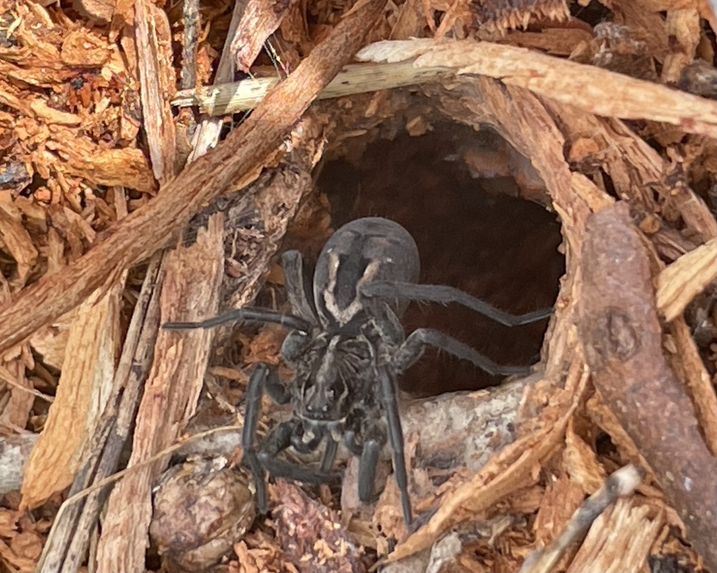 Union-Jack Wolf Spiders in September 2023 by suecee. Maybe Enjoying the ...