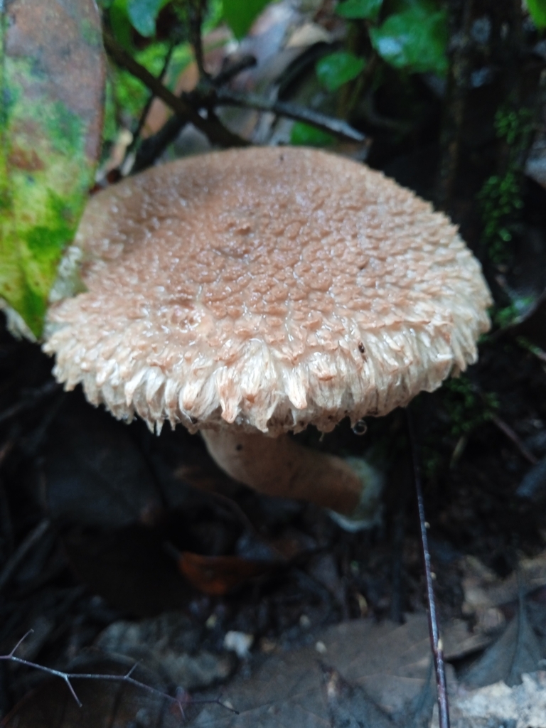 Pineapple Bolete from 58358 Mich., México on August 31, 2023 at 10:14 ...
