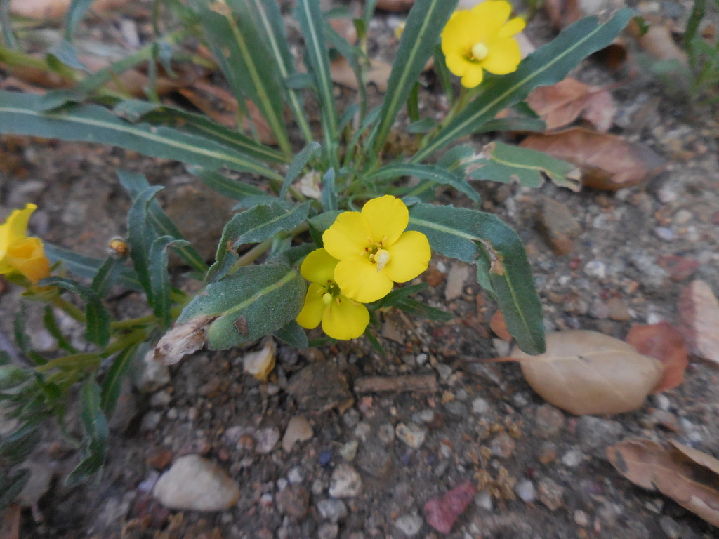 California sun cup from San Gabriel Mountains on April 9, 2022 at 09:56 ...