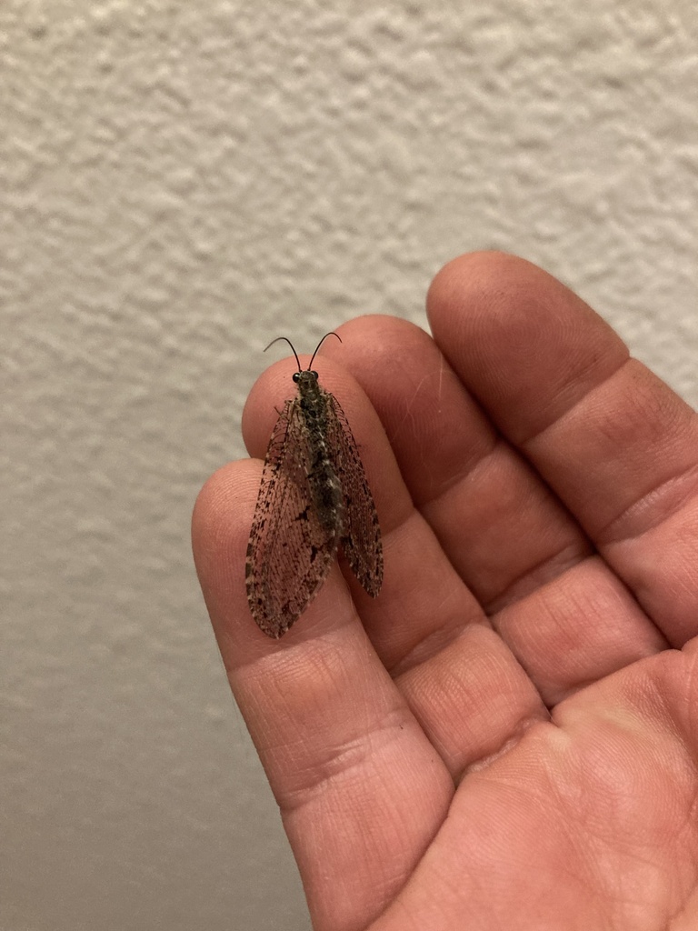 Polystoechotes punctata from W Whitman St, Leavenworth, WA, US on ...