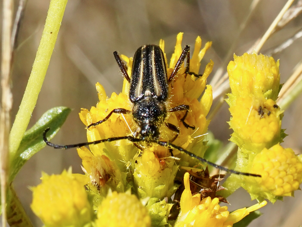 Double-banded Bycid from Linda Vista, San Diego, CA, USA on September 6 ...
