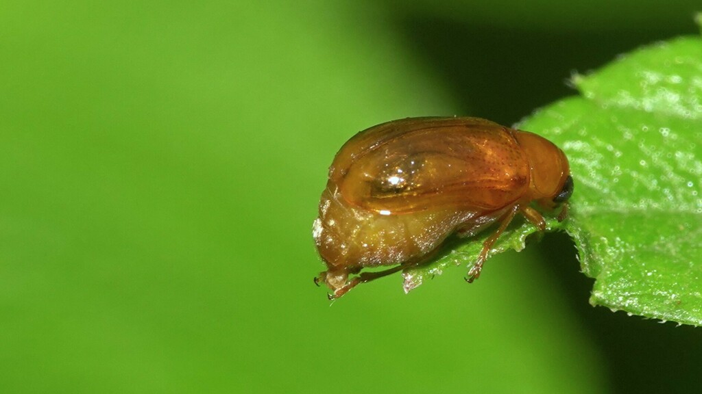 Aetheomorpha from Mahim Nature Park, Dharavi, Mumbai, Maharashtra ...
