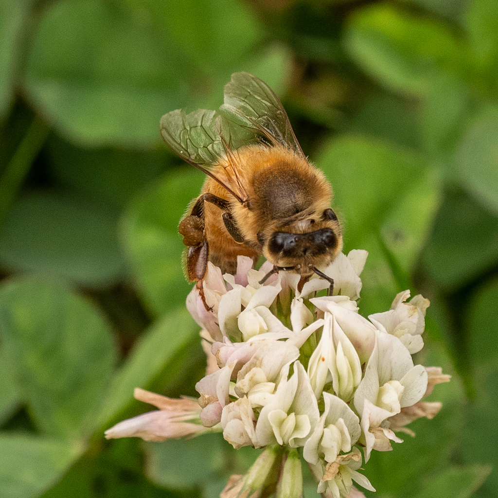Western Honey Bee in September 2023 by Alan Yoshioka · iNaturalist