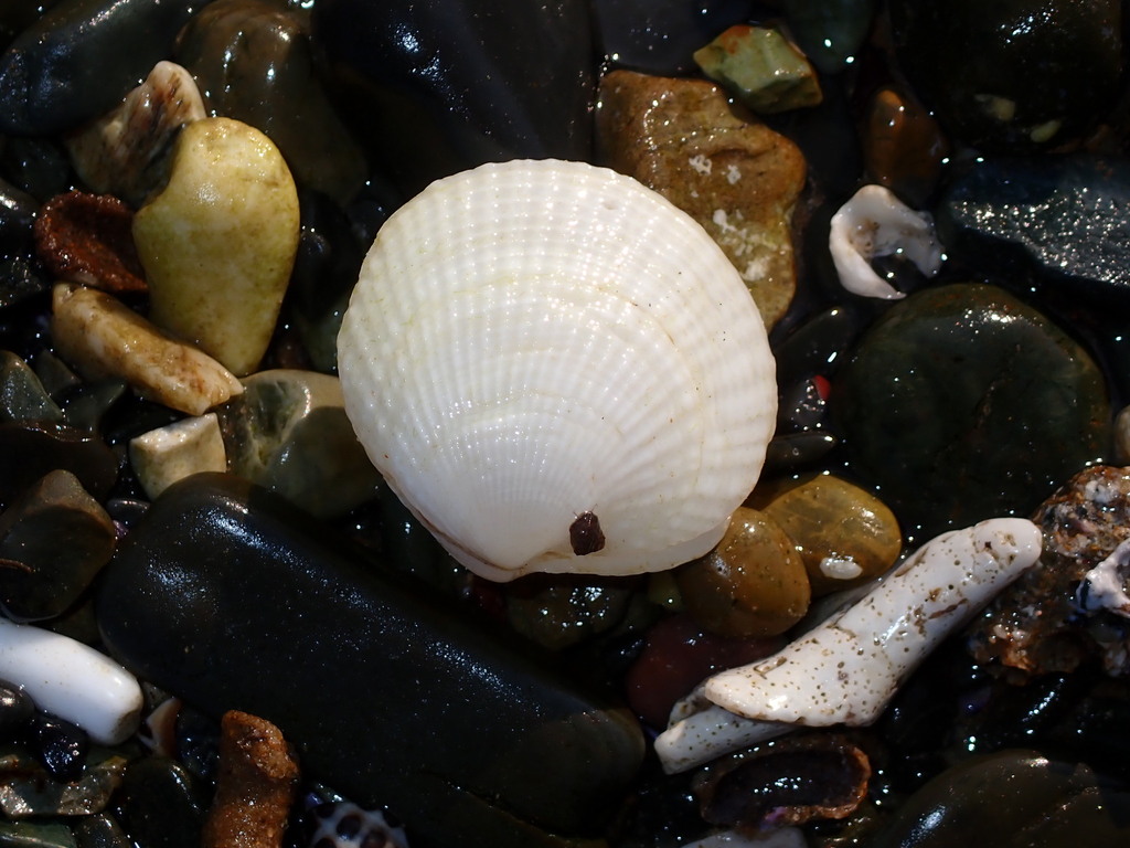 Codakia rugifera from Woolgoolga NSW 2456, Australia on September 7 ...