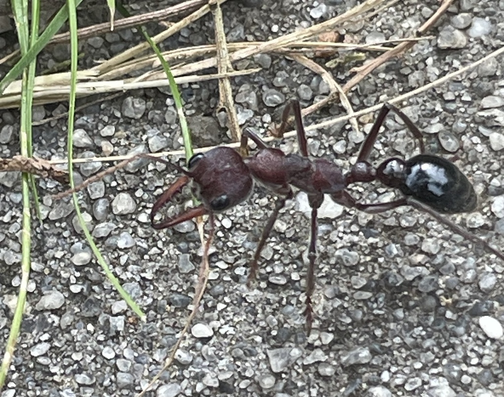 Australian Red Bull Ant in September 2023 by suecee · iNaturalist