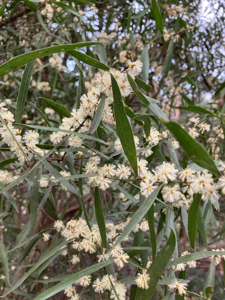 wattles from Tasmania, Howden, TAS, AU on September 7, 2023 at 03:29 PM ...