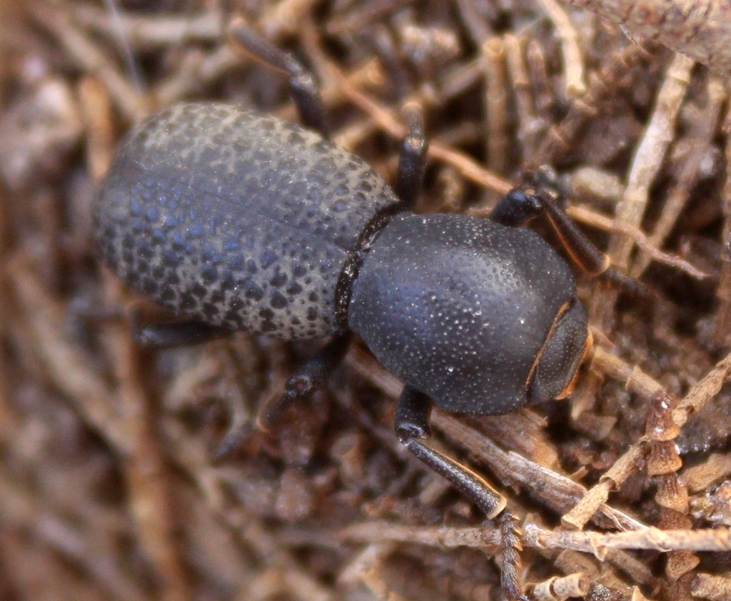 Zopherus tristis from Desert Hot Springs, CA 92241, USA on September 4 ...
