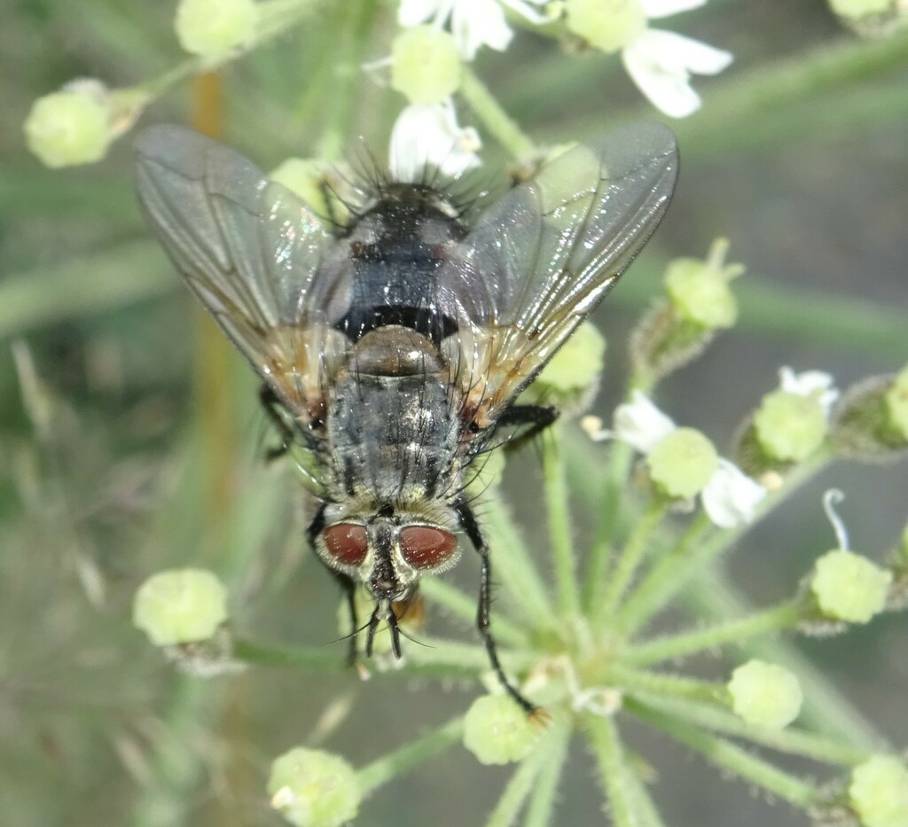Linnaemya from Gura Teghii, Roumanie on July 16, 2023 at 04:35 PM by ...