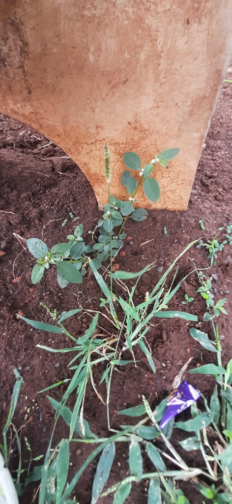 vascular plants from Van Vihar National Park, Shymala Hills, Bhopal ...