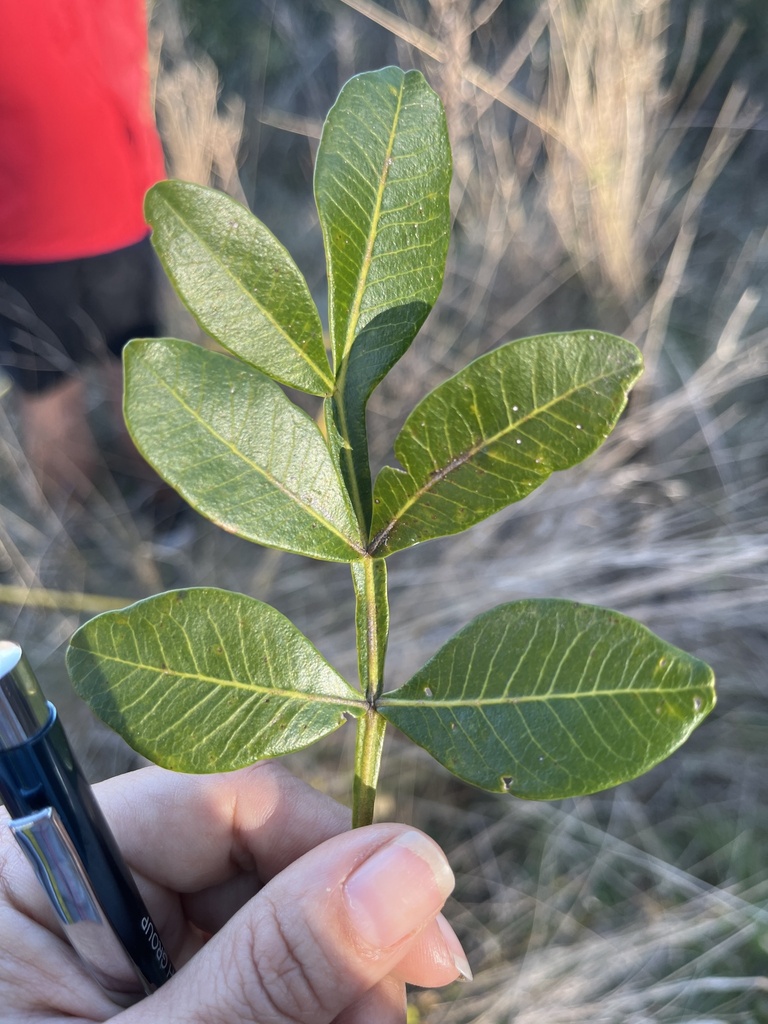 Flindersia collina from Bunya Mountains National Park, Bunya Mountains ...