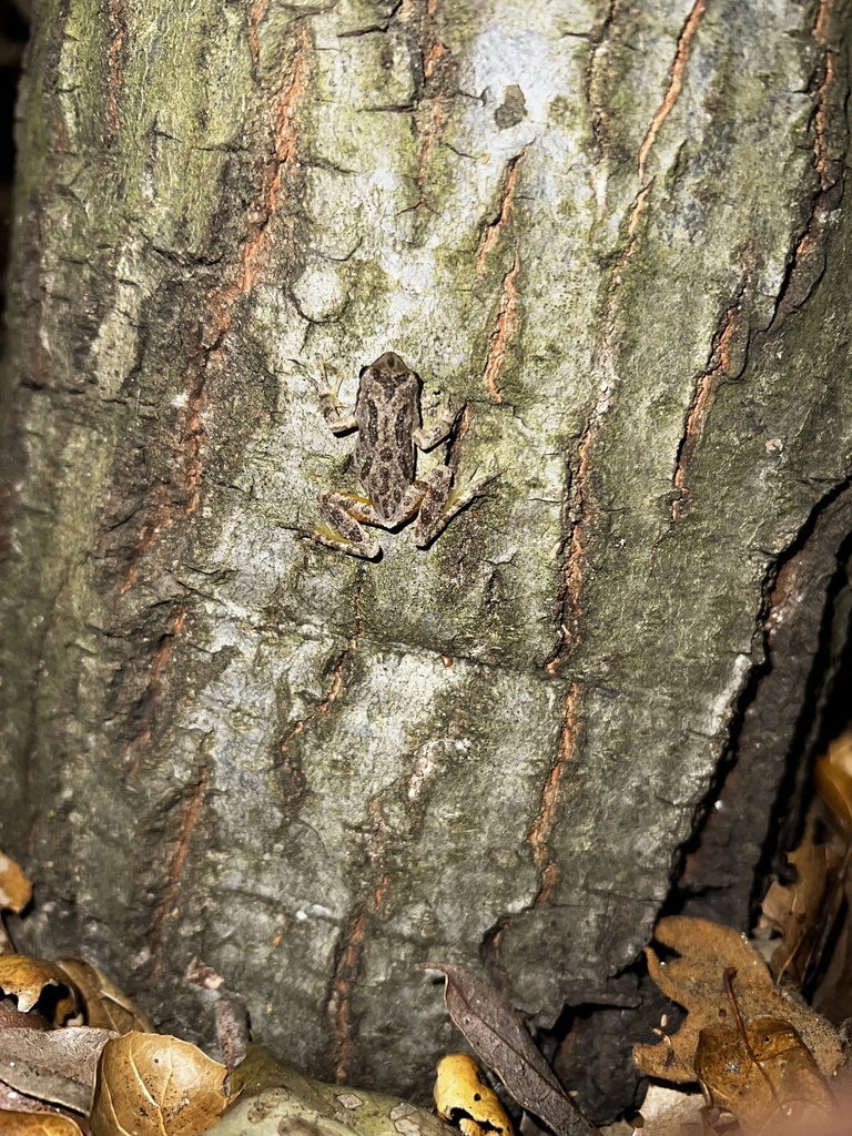 Baja California Tree Frog from Topanga State Park, Los Angeles, CA, US ...