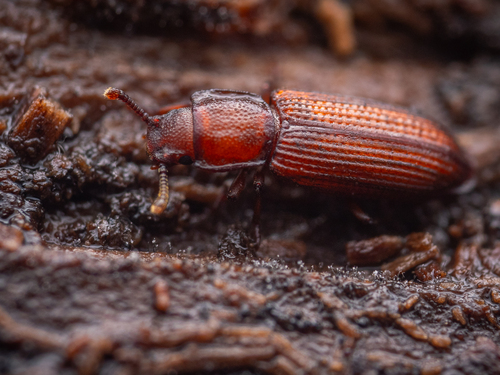 Pycnomerus terebrans · iNaturalist