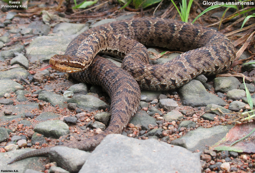 Ussuri Mamushi from Russia, Primorsky Krai, Russky Island on August 11 ...