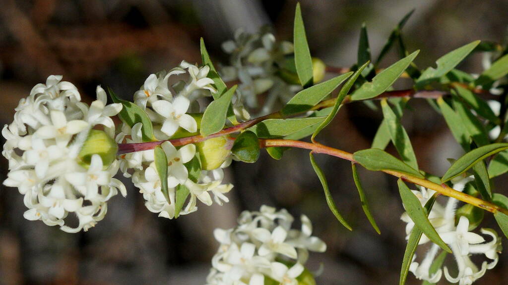 Gaunt Riceflower from South Australia, AU on September 6, 2023 by ...
