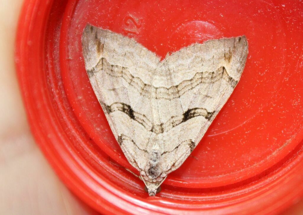 Treble Bar from Netherton, Dudley, UK on September 7, 2023 at 07:42 AM ...