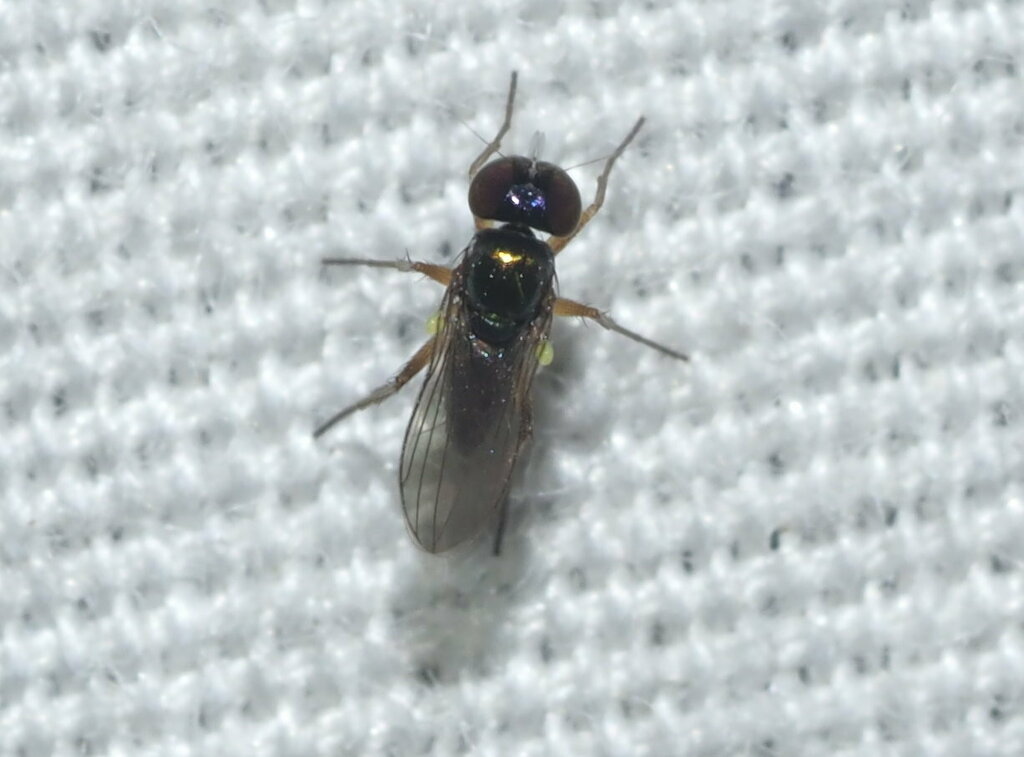 Chrysotus crosbyi in September 2023 by Kevin Faccenda · iNaturalist