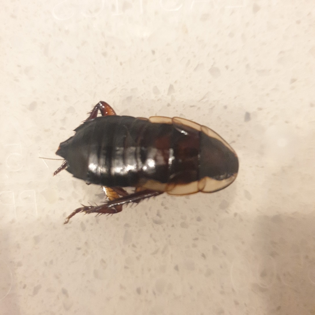 Gisborne Cockroach from Christchurch including Banks Peninsula, NZ-CA ...