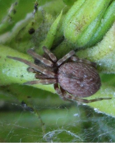 Grey House Spider from Smiths Lake NSW 2428, Australia on August 25 ...