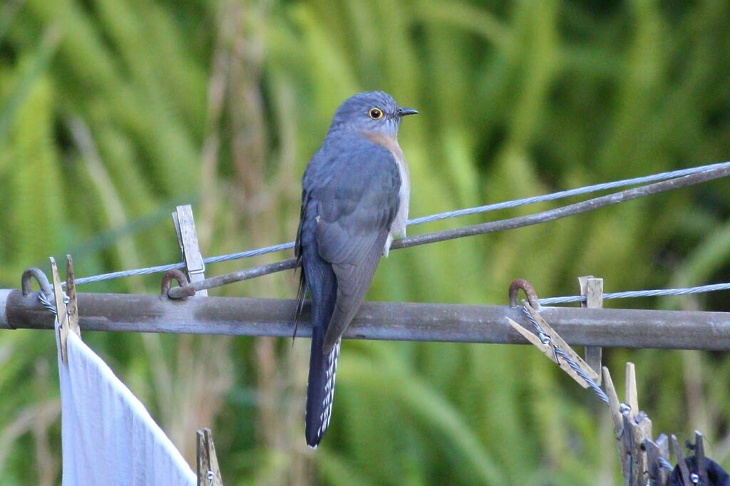 Fan-tailed Cuckoo from Sydney NSW, Australia on August 21, 2023 at 04: ...