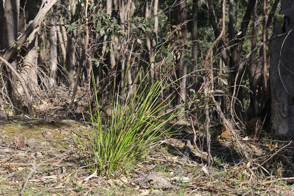 variable sword-sedge from Kinglake VIC 3763, Australia on September 3 ...