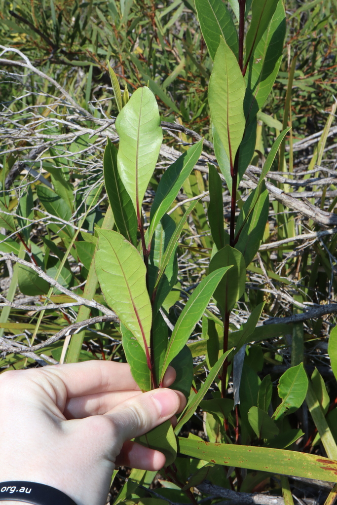 Common Hop Bush from Sydney NSW, Australia on September 7, 2023 at 10: ...