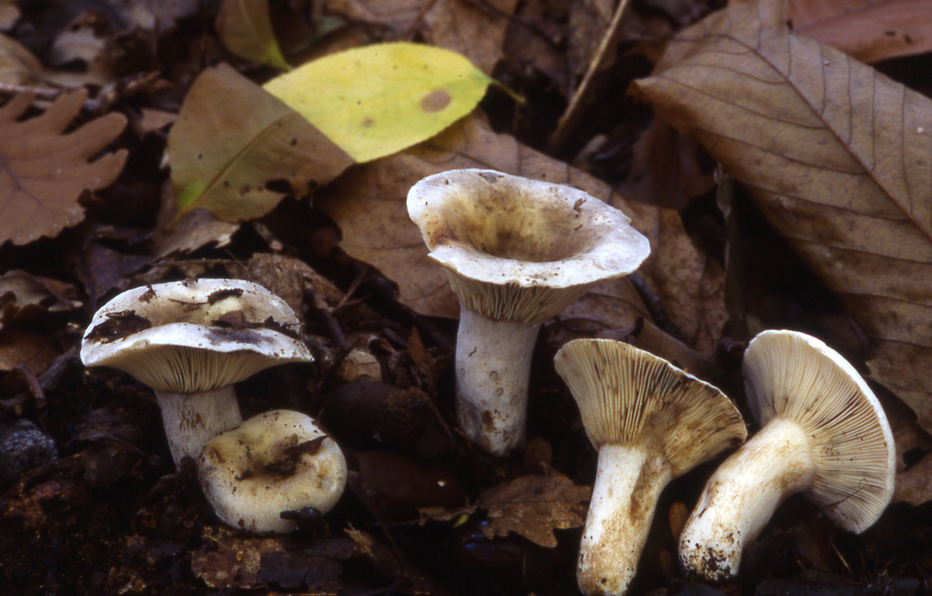 Dense-gilled Russula from Canonica Lambro - Triuggio (MB), Italia on ...